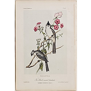 The Black-crested Chickadee