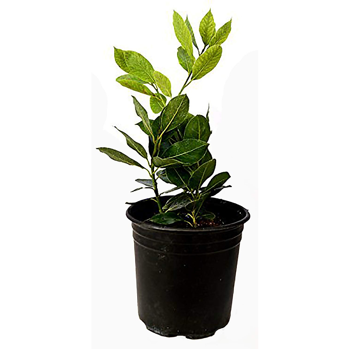 9GreenBox - Bay Laurel Plant One Gallon Live Plant Ornament Decor for Home, Kitchen, Office, Table, Desk - Attracts Zen, Luck, Good Fortune - Non-GMO, Grown in The USA