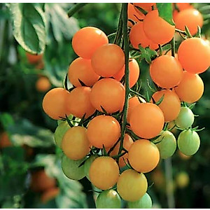"Gold Nugget" Cherry Tomato Seeds for Planting, 25+ Heirloom Seeds Per Packet, (Isla's Garden Seeds), Non GMO Seeds, Botanical Name: Solanum lycopersicum 'Gold Nugget', Great Home Garden Gift