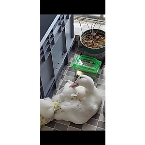 HEZHUO Duck Diapers, Chicken Diapers, Special Diapers for Poultry, Chicken, Duck and Goose Waterproof, Adjustable, Washable and Reusable Diapers (0.2kg-o.25kg)