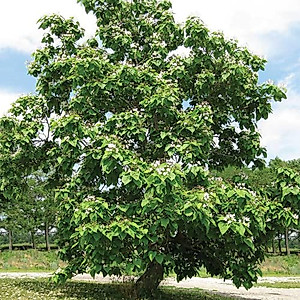 CHUXAY GARDEN 10 Seeds Catalpa Bignonioides,Southern Catalpa,Catawba,Indian Bean Tree Large Deciduous Tree Great for Ornamental Shade or Street Tree