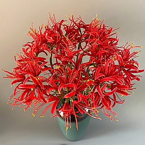 Qingriver 4 Stems 26.38'' Artificial Spider Lily Flowers Lycoris Radiata for Home Garden Decoration Red
