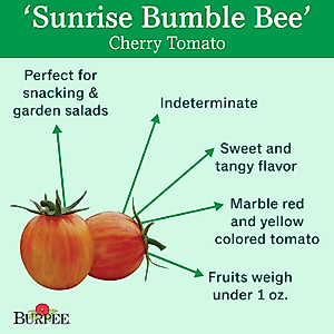 Burpee 'Sunrise Bumble Bee' | Yellow/Orange Tasty Cherry Tomato | 25 Seeds