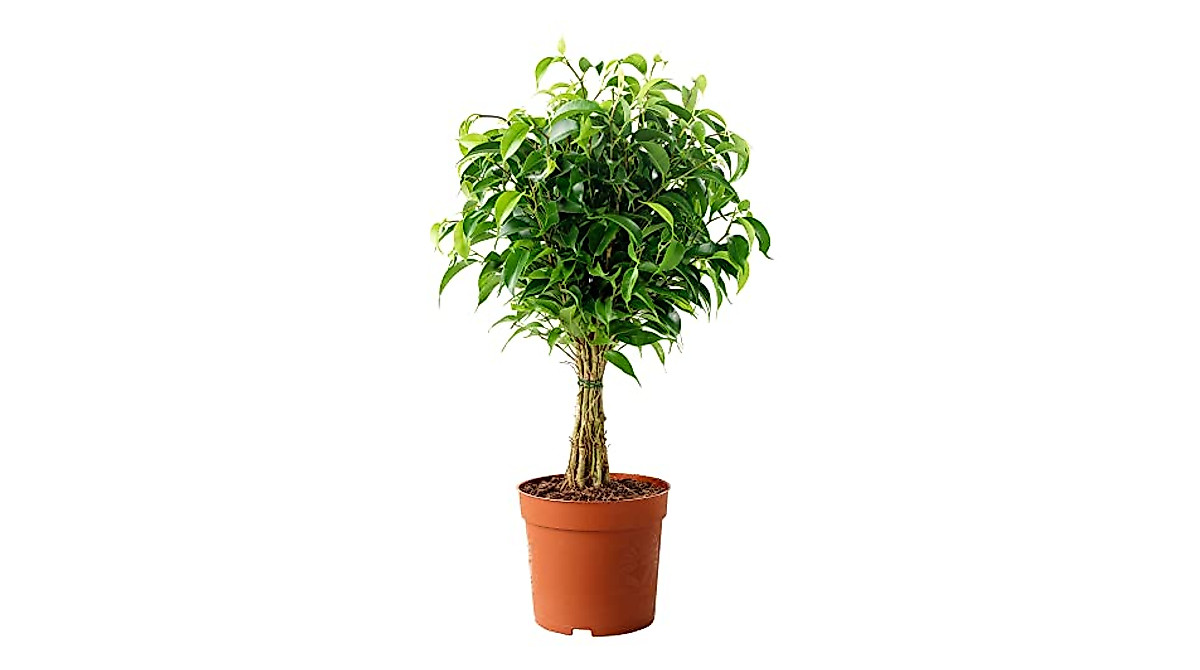 Ficus Benjamina Bonsai Weeping Fig Tree Benjamin Fig Ficus Tree Java ...