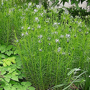 CHUXAY GARDEN 5 Seeds Amsonia Hubrichtii Seed,Narrowleaf Bluestar,Hubricht's Blue Star, Arkansas Bluebell Lovely White Herb Plant Native Wildflower Great for Garden