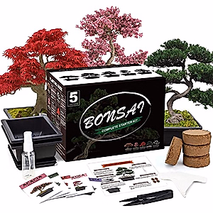 Meekear Bonsai Tree Kit with Complete Plant Growing Tools, Grow in Pot Indoor Bonsai Tree Starter Kit, Home Gardening DIY Gift for Adult (Growing into Acacia, Wisteria, Sakura, Red Maple, Black Pine)