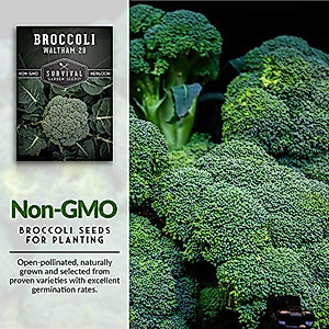 Waltham 29 Broccoli Seed for Planting - Packet with Instructions to Plant & Grow Cool Weather Broccoli in Your Home Vegetable Garden - Non-GMO Heirloom Variety - Survival Garden Seeds - 3 Pack