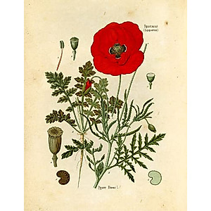 Ink Inc. Botanical Prints Wall Art Ink Inc - Woodland Plants Wildflower Mushrooms Ferns Berries - Set of 9 8x10 Unframed