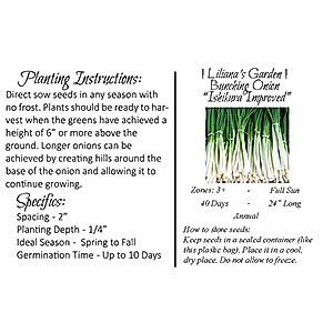 Fast-Growing Bunching Onion Seeds -"Ishikura Improved" - Liliana's Garden - USA Grown Heirloom Seeds