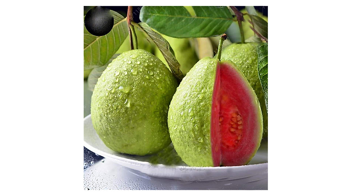 Grow Exotic Guava Bonsai Tree: 50 Tropical Fruit Seeds for Indoors