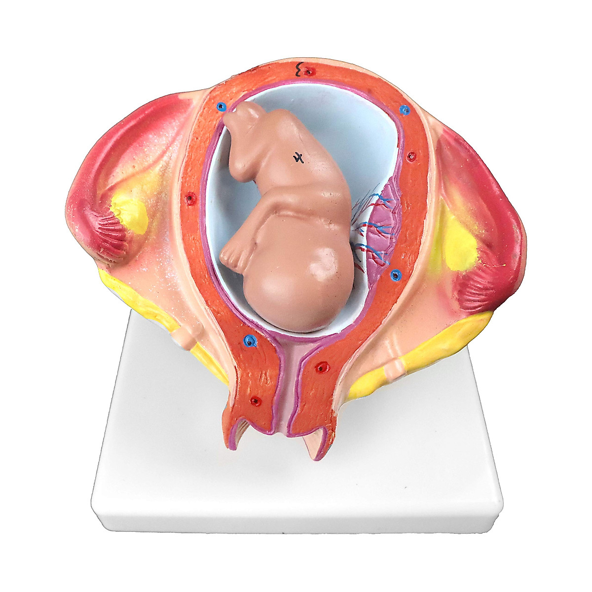 Jackson Global JS00073 Fetus Development Model | Set of 8 Models，14 Pieces in Total | Key Anatomical Features Labelled with Accompanying Key Card