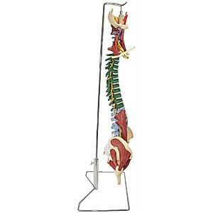 LHMYHHH Life Size Vertebral Column Model 85CM Anatomy Muscle Spine with Stand, with Spinal Nerves, Skull Base, and Pelvis for Teaching Tools