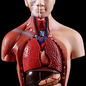 Human Torso Body Model Anatomy Anatomical Internal Organs for Teaching