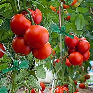 Prudiut 300 Ft Plant Tape 1/2" Stretch Garden Tape Sturdy Plant Ribbon Nursery Tree Tape Support for Indoor Outdoor Patio Plant, Tree, Vegetables, Branches