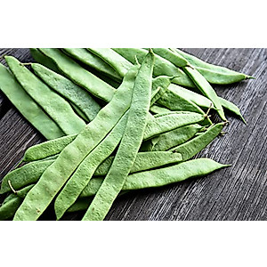 Roma II Italian Bush Bean Seeds for Planting, 30+ Heirloom Seeds Per Packet, (Isla's Garden Seeds), Non GMO Seeds, Botanical Name: Phaseolus vulgaris, Great Home Garden Gift