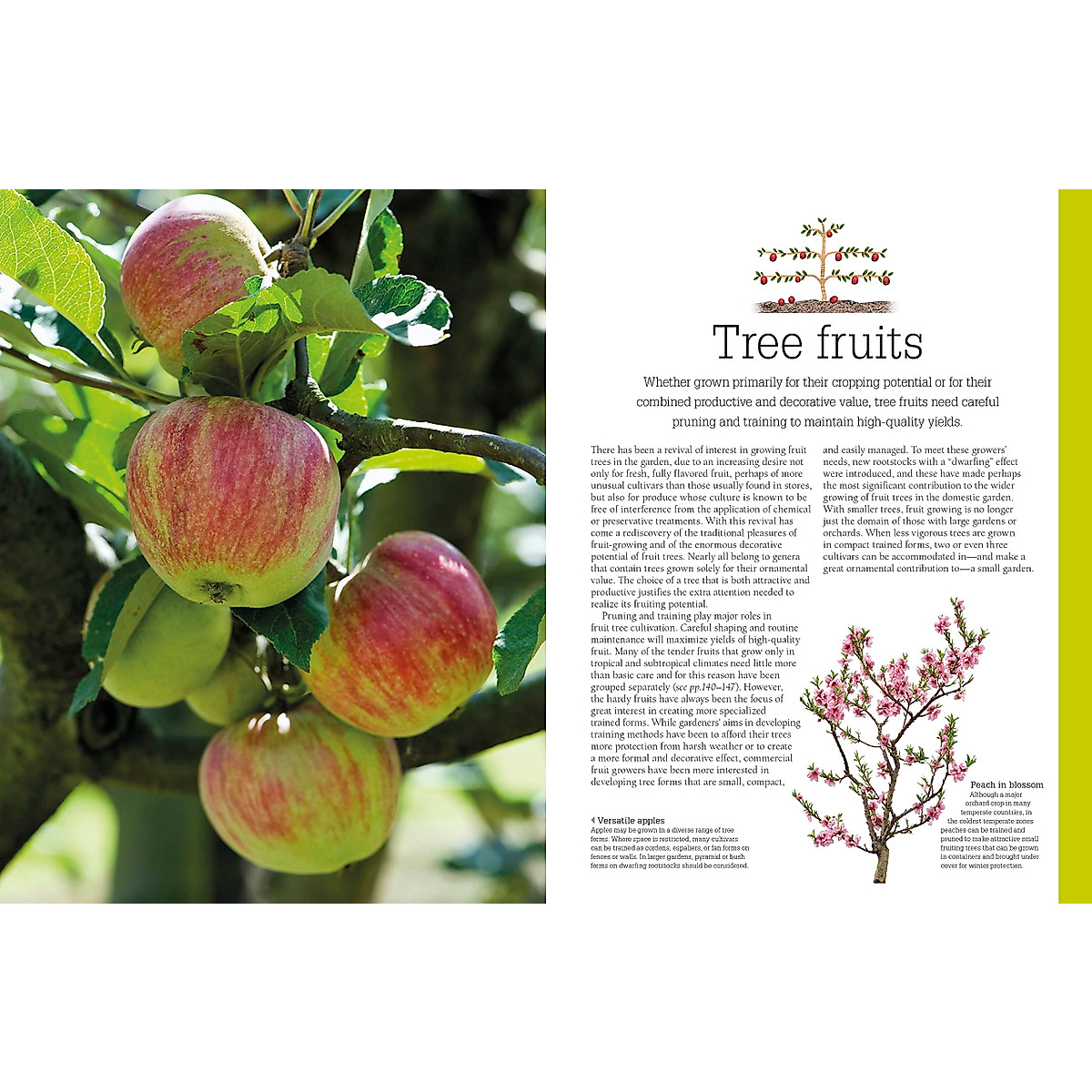 Pruning and Training, Revised New Edition: What, When, and How to Prune