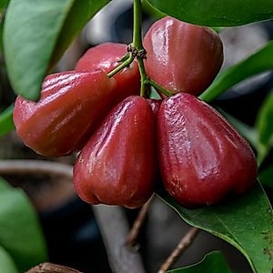 Live Red Rose Apple Plant, Red Wax Apple Tree Plant, 2 Ft Tall Sweet Fruit Plant for Garden
