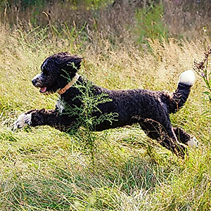 Nature′s Recipe Small Bites Chicken, Barley & Brown Rice Recipe Dry Dog Food, 4 lb. Bag