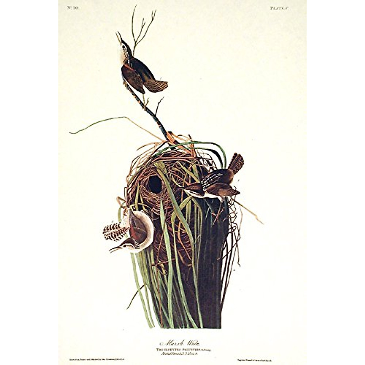 Marsh Wren. From"The Birds of America" (Amsterdam Edition)