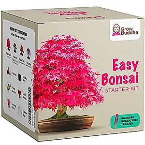 Grow Your Own Bonsai kit | Tree Plants & Seeds | Crafts Hobby Kits | Easily Grow 4 Types of ...