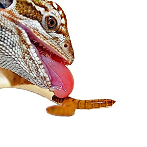 Predator Foods Bulk Live Mealworms - 1000 Count (Small - 0.25")