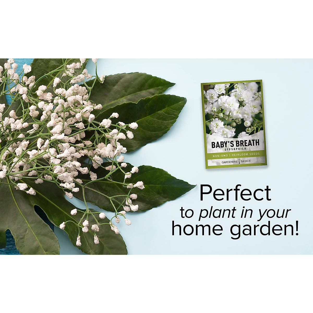 Baby's Breath Seeds for Planting Gpsophila - Beautiful Annual Cut Flower for Flower Arrangements and Beautiful in Flower Beds in Summer Gardens Too by Gardeners Basics