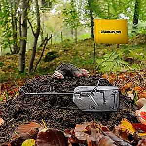 Cinch Mole Trap Deluxe Kit Large (2 Pack) Heavy Duty and Reusable, Rust and Weather Resistant, Outdoor Use, Lawns, Gardens, Sports Fields, Yards, Personal and Professional-Grade Use