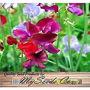 Big Pack - Sweet Pea Sweetpea Flower Seed (400+) Lathyrus odoratus Flower Seeds - Heirloom Mix Very Fragrant Blooms - Red Salmon Pink Lavender - Non-GMO Flower Seeds By MySeeds.Co (Big Pack Sweet Pea)