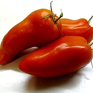 Unique Pepper-Look Tomato Vegetable Garden Seeds for Planting About 40 Seeds