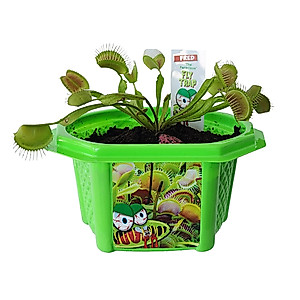 Toys By Nature Character Micro Domes Fred The Ferocious Flytrap Terrarium with Genuine Jasper Stone! (Fred The Ferocious Flytrap)