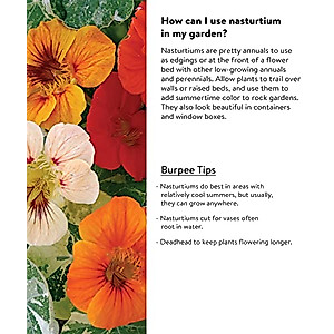 Burpee Alaska Mix Nasturtium Seeds 125 seeds