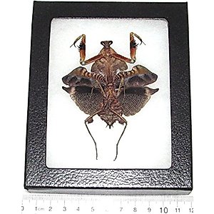 BicBugs Deroplatys lobata Female Real Framed Praying Mantis Dead Leaf