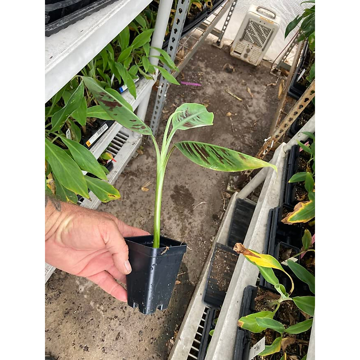 Dwarf Red Banana - Edible Red Banana - Sumatrana “X” Cross Banana