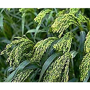 Proso Millet - Makes Great Amounts of Seeds for Birds - Beautiful in The Garden(100 - Seeds)
