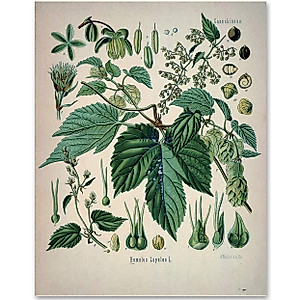 Hops Plant - 11x14 Unframed Art Print - Makes a Great Home Bar Decor and Gift Under $15 for Home Brewing Beer Makers