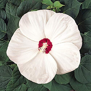 Outsidepride Hibiscus Luna White Garden Flower Seed & Foliage Container Plants - 10 Seeds