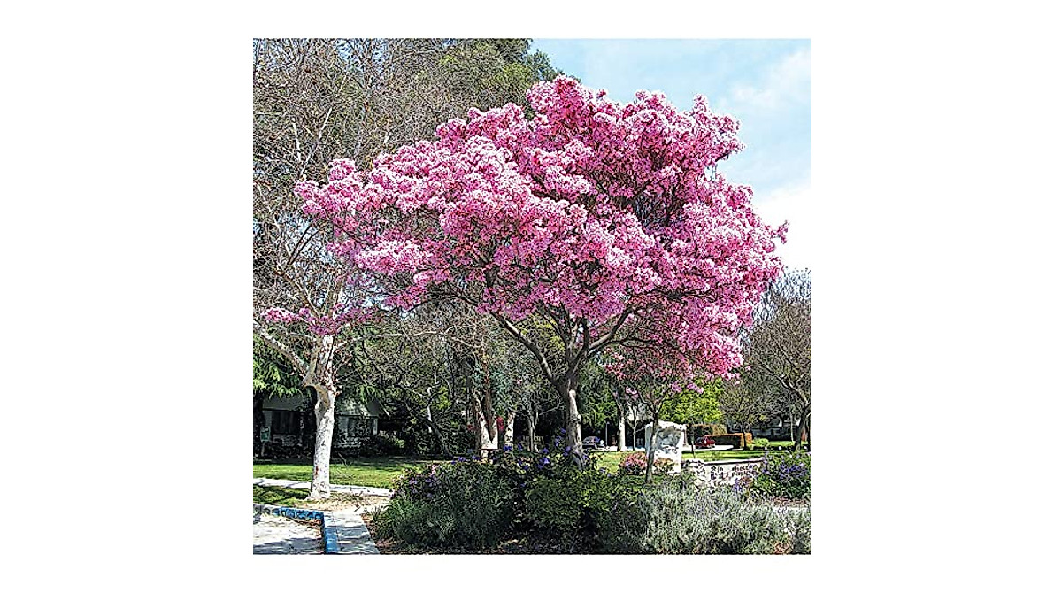 CHUXAY GARDEN Pink Trumpet Tree Seeds - 10 Exotic Seeds