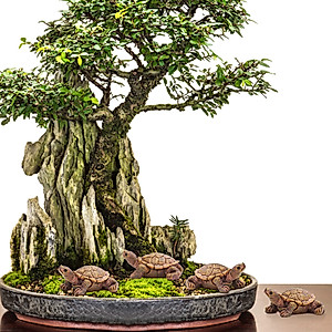 4 Pcs Mini Turtles Miniature Figurines Simulation Small Tortoise Ornaments Realistic Sea Turtles Resin Cute Beach Sea Turtles for Bonsai Craft Fairy Garden Succulent Planter Decorations