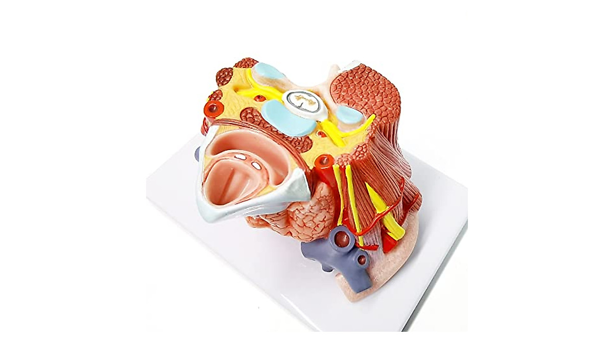 Evotech Human Neck Anatomy Model - Life Size & Detailed