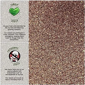 Seed Needs, Mixed Strawflower Seeds for Planting (Xerochrysum bracteatum) Heirloom & Open Pollinated, Attracts Pollinators (2 Packs)