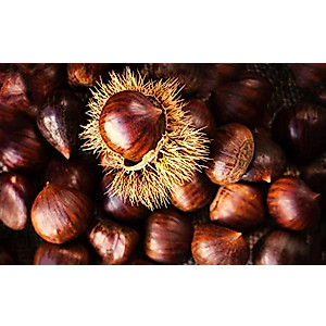 Hybrid Chestnut Tree Seedlings for Planting - Whitetail Deer's Choice Food - 1 Yr Seedlings - Castanea dentata x mollisima (1 Chestnut Tree)