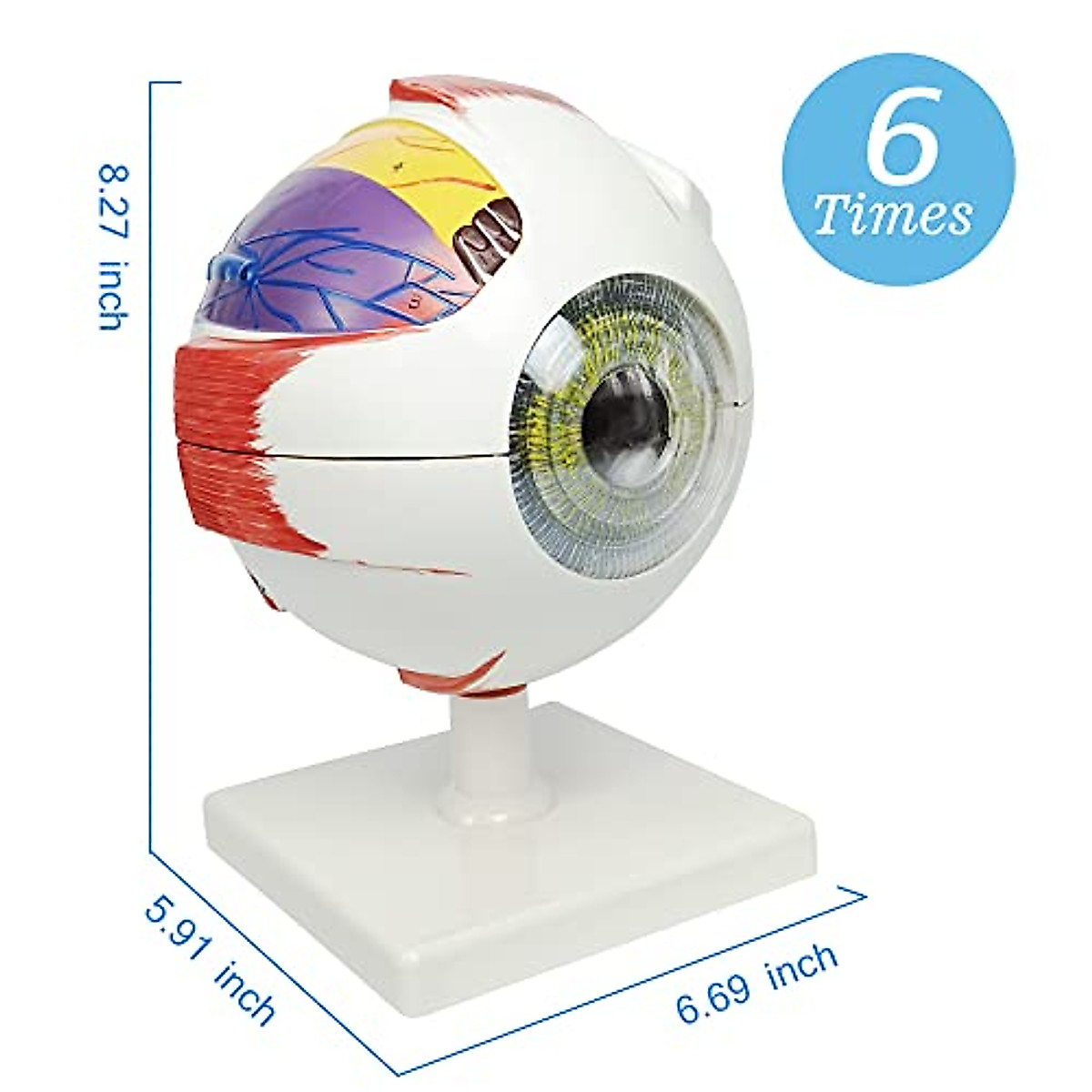 NEW HORIZON 6X Enlarged Human Eye Anatomical Model,Anatomically Accurate Eye Model Human Eye Anatomy for Science Classroom Study Display Teaching Medical Model