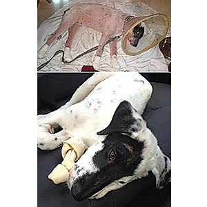 Mite Avenge Demodectic Mange Mite Treatment for Dogs - All-Natural, Non-Toxic (6 Treatments)