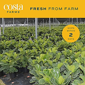 Costa Farms Fiddle Leaf Fig, Live Indoor Plant Ficus Lyrata in Modern Plant Pot, Air Purifying Live Houseplant, Housewarming Gift, Birthday, Room, Home and Office Decor, 2-3 Feet Tall