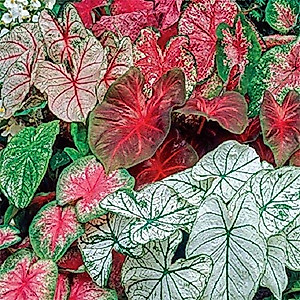 Caladium Garden Mix (18 Small Bulbs). Now Shipping !