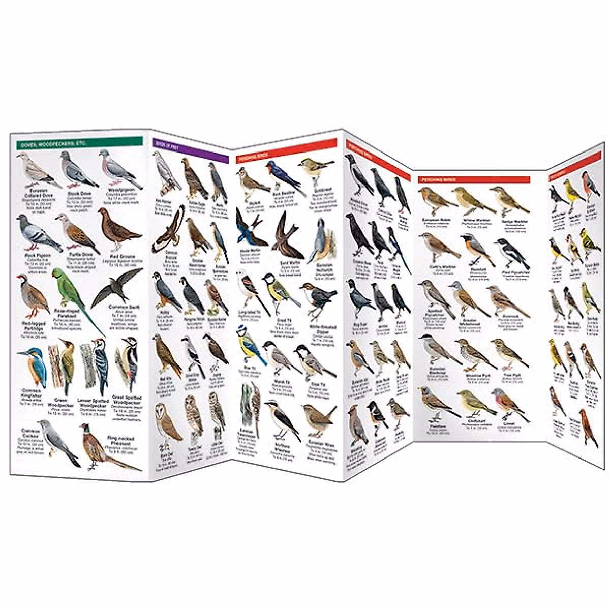 Great Britain Birds: A Folding Pocket Guide to Familiar Species of England, Scotland & Wales (Nature Observation International)