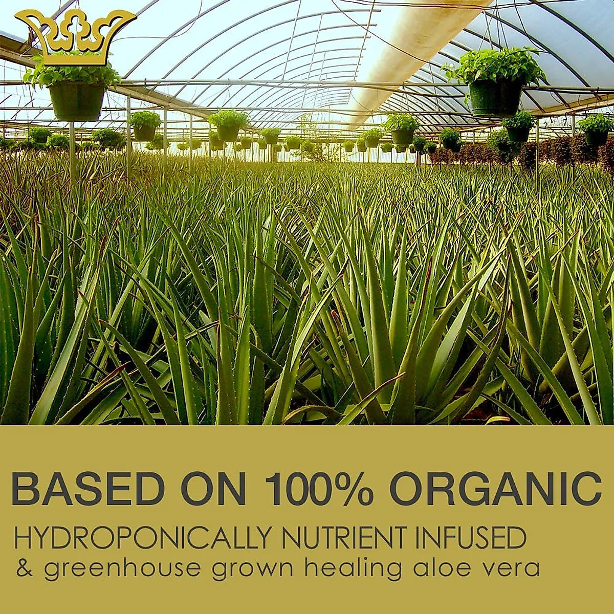 GUNILLA Glycolic Cleanser Exfoliating, Moisturizing Daily Face Wash for Anti-Aging. Aloe Vera Based with 16 Botanicals for All-Skin Types 4 oz.