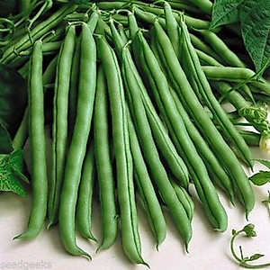 70 Blue Lake Pole Bean Heirloom Seeds Stringless Heirloom - Non-GMO - Always Fresh Seeds!