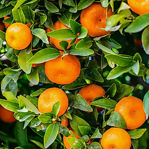 QAUZUY GARDEN 20 Dwarf Orange Bonsai Tree Seeds(Citrus Sinensis) - Heirloom Organic Citrus Fruit Seeds - Sweet Juicy Fruits Survival Gear Food Seeds