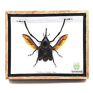 Real Exotic Giant Long Leg Weevil Snout Beetle (Cyrtotracheulus Dux) Male- Taxidermy Insect Bug Collection Framed in a Wooden Box as Pictured (Spread Wings)